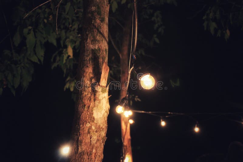 Backround Trees with Lights at Night Stock Image - Image of trees ...