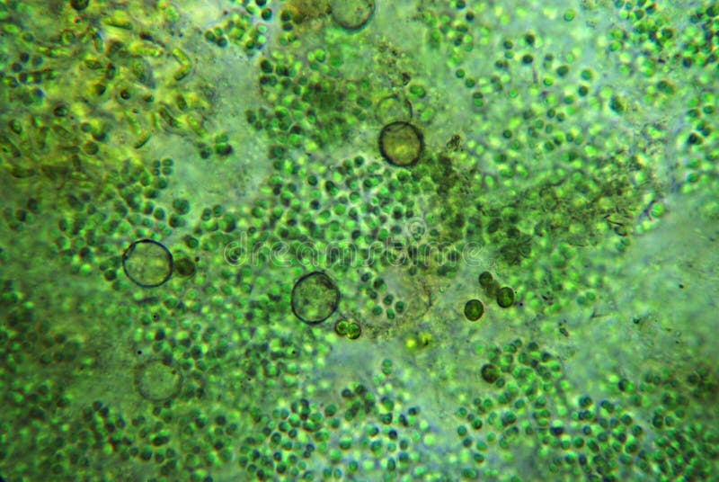 Backrpound De Protophyte. Microbiología Imagen de archivo - Imagen de ...