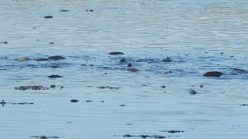 Backs of Fish Swimming on the Surface of the Water in a Shallow Pond ...