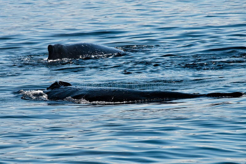 Backs of Humpbacks - Glacier Bay, Alaska Stock Photo - Image of steeply ...