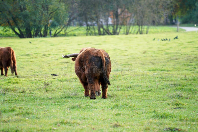 Backshot of a Brown Bull Grazing on the Meadow Stock Image - Image of ...