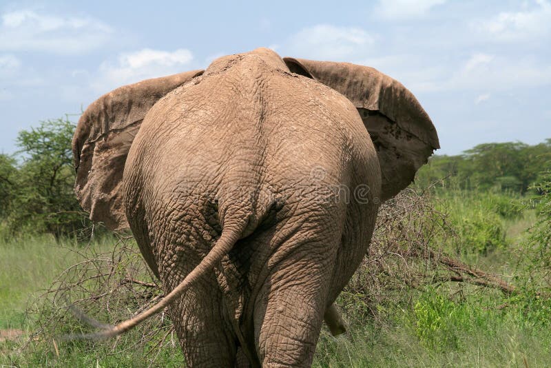 1,979 Animal Backside Vector Stock Photos - Free & Royalty-Free Stock ...