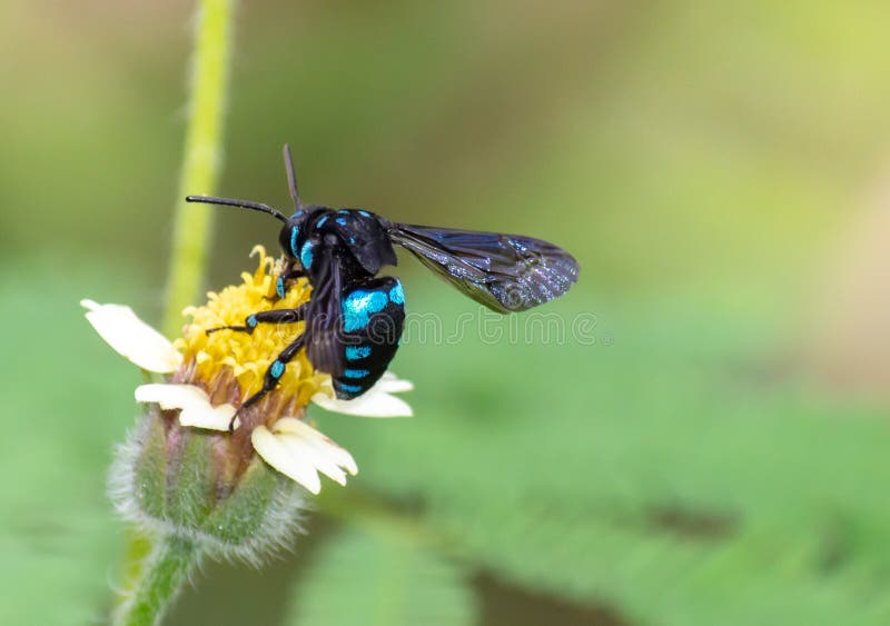 Backside Angle of Beautifull Blue Bee on the Flower Stock Photo - Image ...