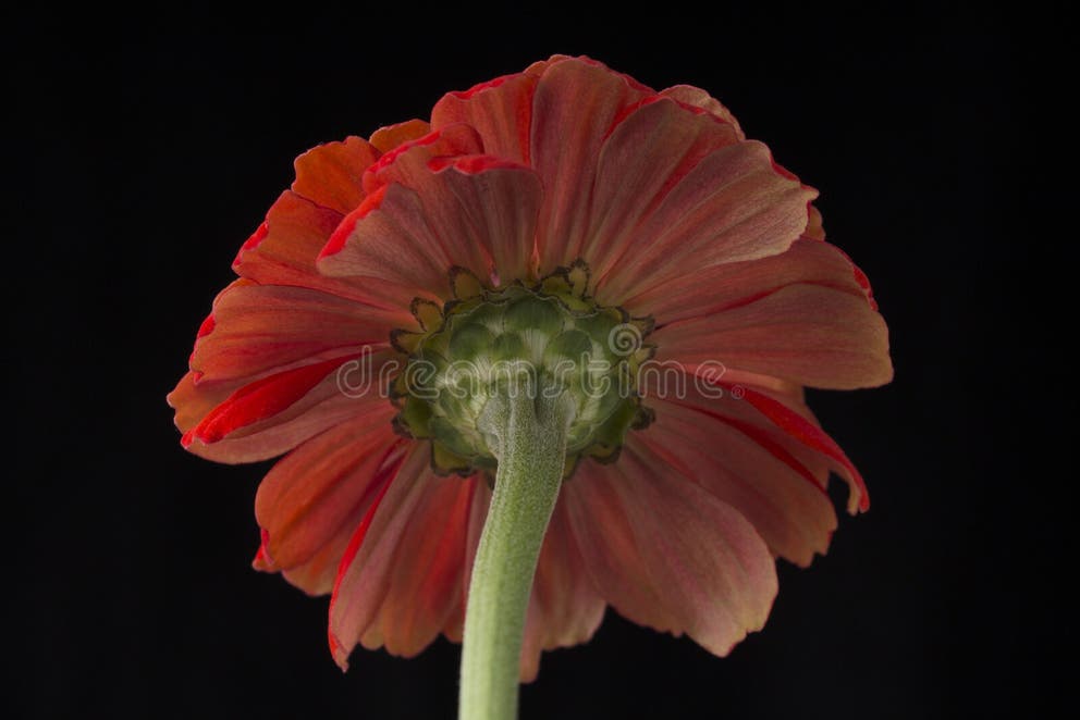 Backside Beautiful Red Aster Flower on Black Stock Image - Image of ...