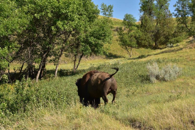 Western Buffalo Roaming Stock Photos - Free & Royalty-Free Stock Photos ...