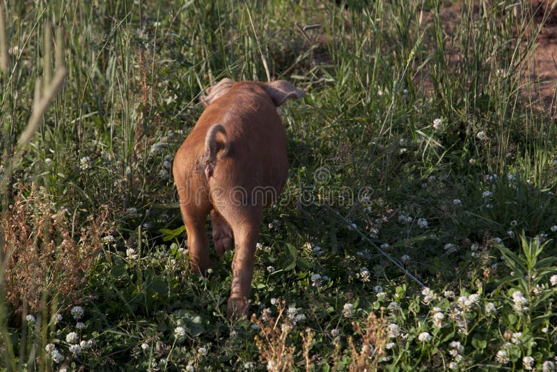 Curly Tail Back End of a Brown Pig Stock Photo - Image of livestock ...