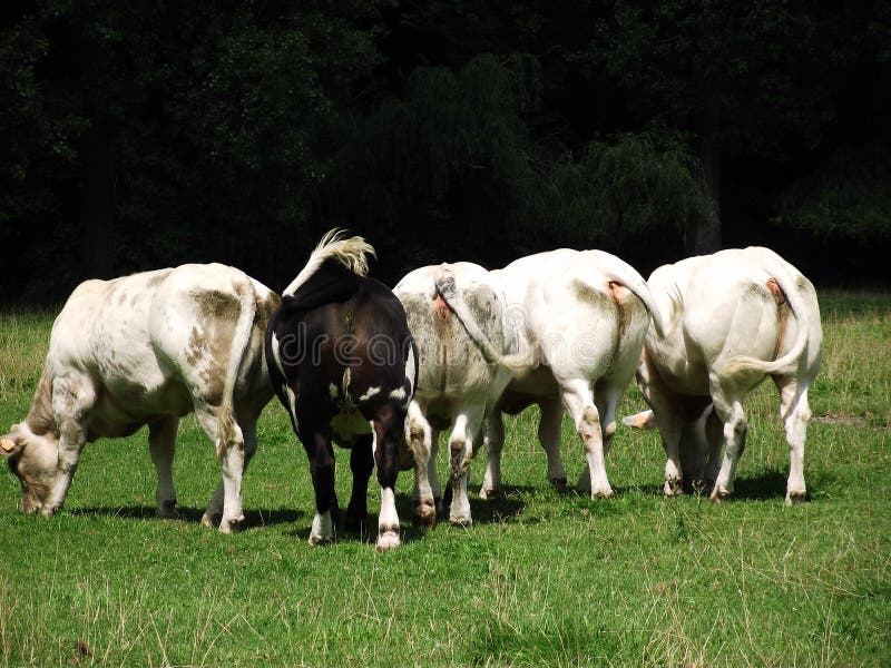 Cows backside stock image. Image of idyllic, nature, field - 60004473