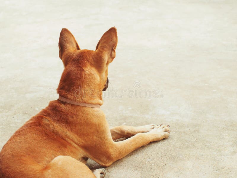 Backside of the dog stock image. Image of gaze, back - 36020319