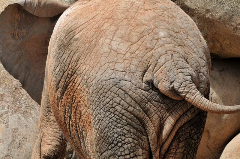 Backside of an elephant stock image. Image of mammal - 207536063