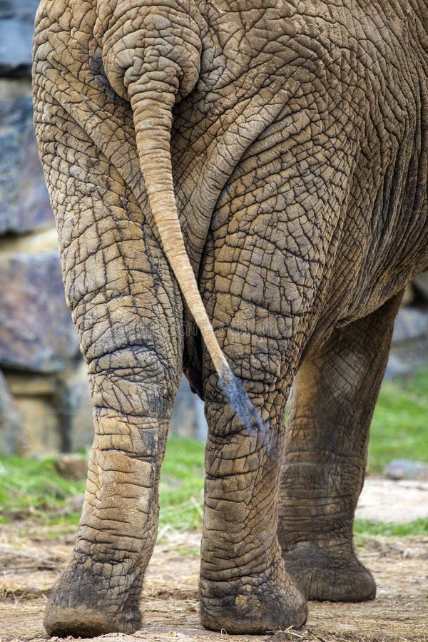 Backside of an Elephant stock photo. Image of close - 221075750