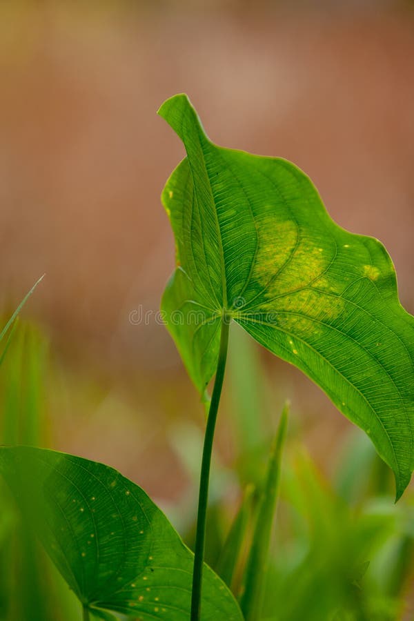 Backside of Elephant Ear Leaf Stock Photo - Image of leaf, plant: 142473222