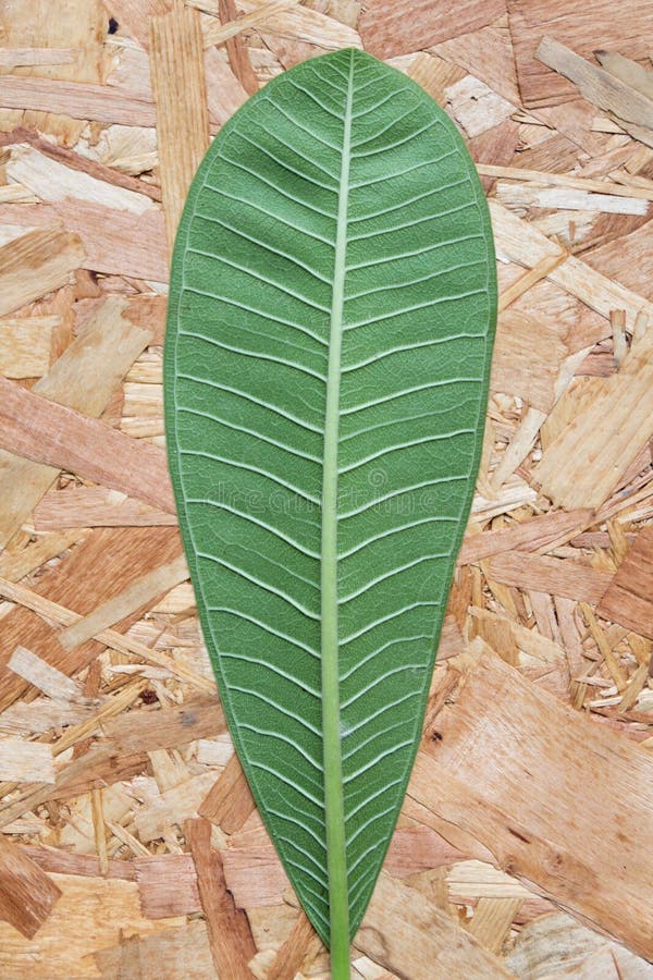 Backside Green Leaf on Wood High Angle Stock Image - Image of high ...