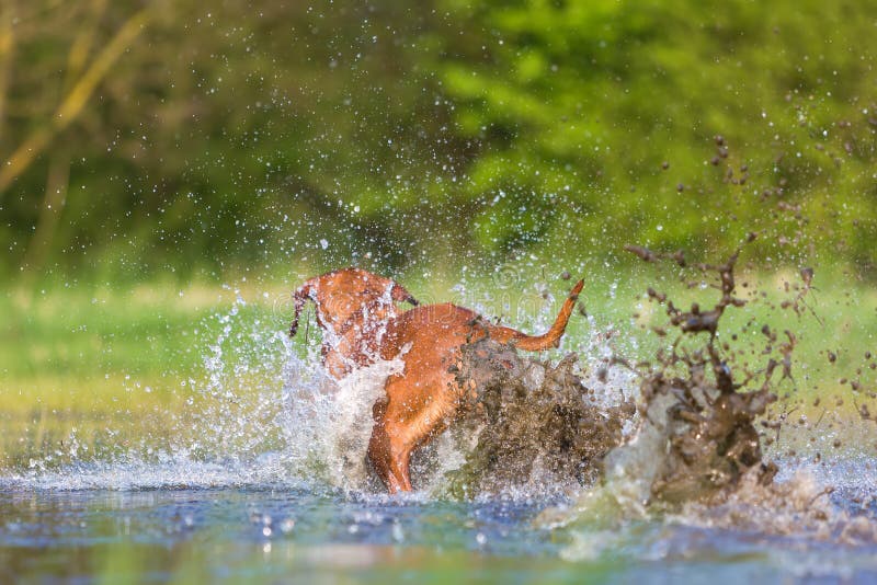 Two Rhodesian Ridgeback Puppies Fighting For A Damged Plastic Ball ...