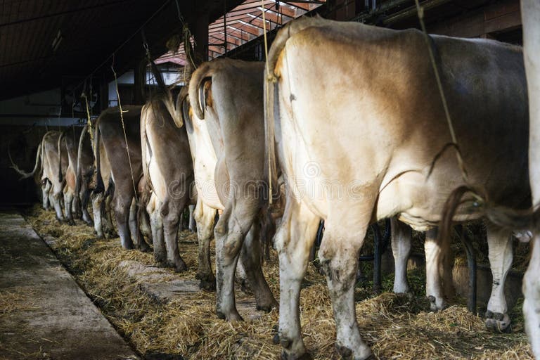 Backside of Several Milk Cows Standing in Hay Stock Photo - Image of ...