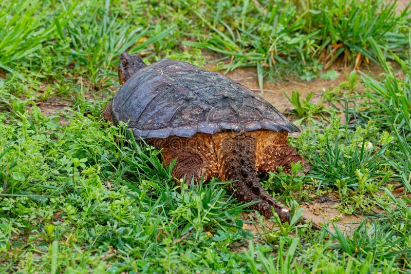 Backside Snapping Turtle Stock Photos - Free & Royalty-Free Stock ...