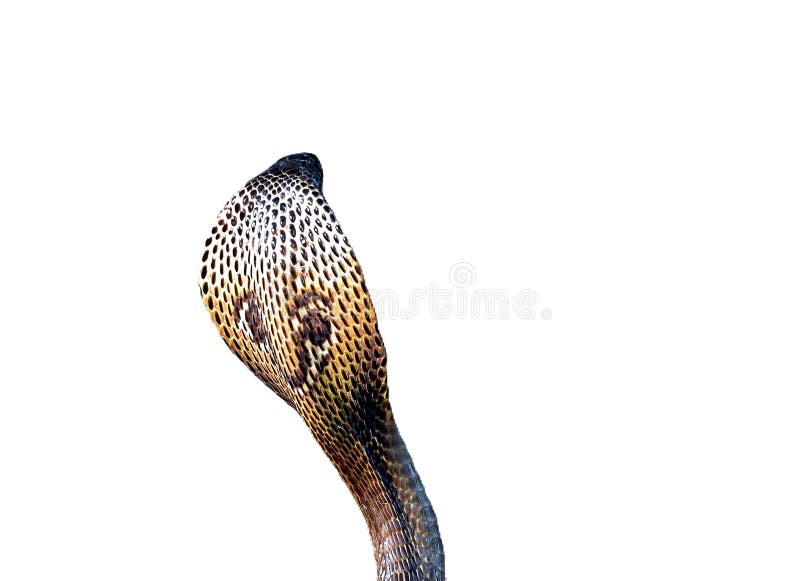 Backside of Spectacled Cobra Hood Texture in Isolated White Background ...
