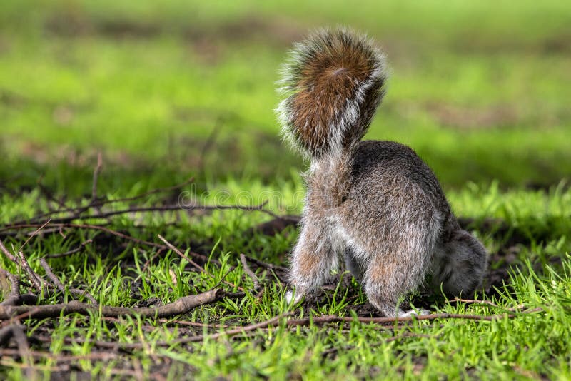 Backside of a Squirrel stock photo. Image of animals - 280190492