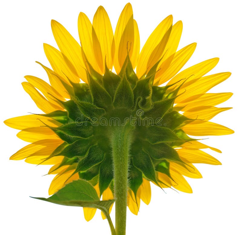165 Backside Sunflower Stock Photos - Free & Royalty-Free Stock Photos ...