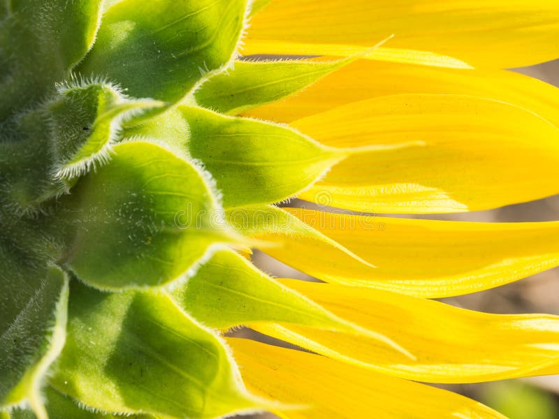 159 Backside Sunflower Photos - Free & Royalty-Free Stock Photos from ...