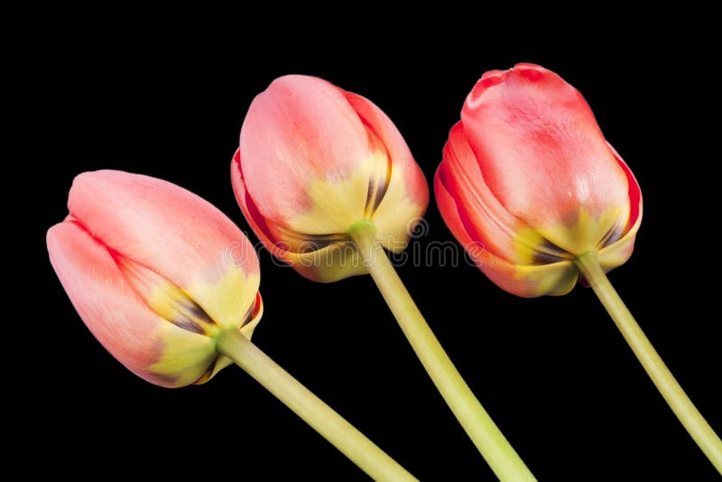 Backside of Three Red Tulips on Black Stock Image - Image of plant ...