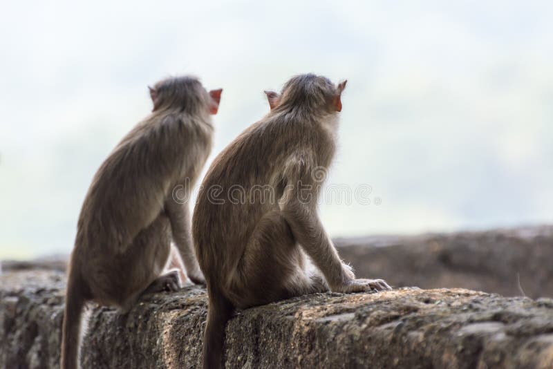 Monkey Backside Stock Photos - Free & Royalty-Free Stock Photos from ...