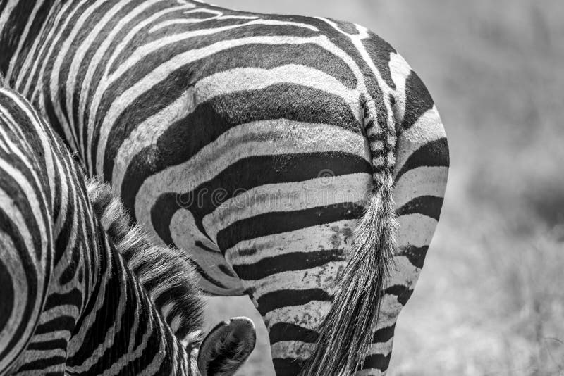 Backside of a Zebra in the Serengeti, Close Up of the Pattern of Its ...