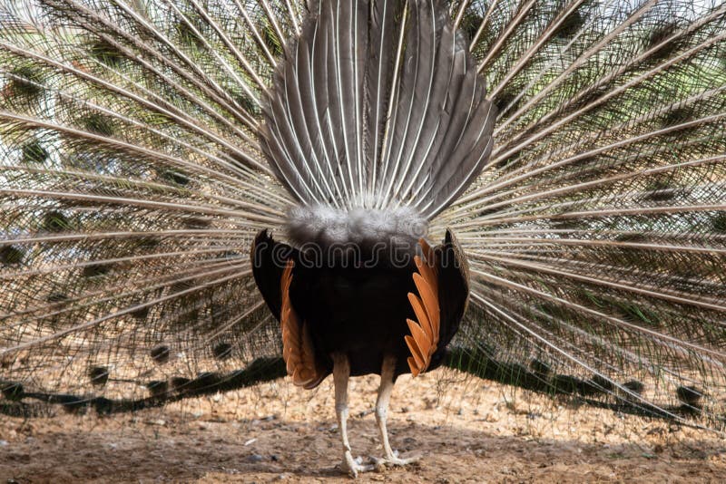 Backstage of Beautiful Peacock Back Side with Feathers Out while ...