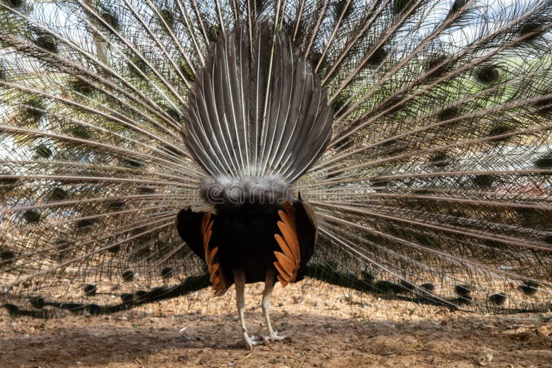 Peacock back stock photo. Image of male, traditional - 39826816