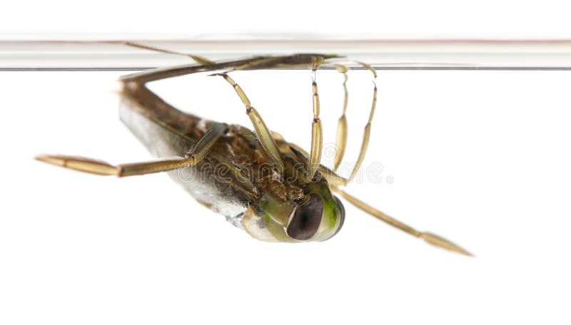 Backswimmers - Notonecta Glauca Stock Image - Image of invertebrate ...