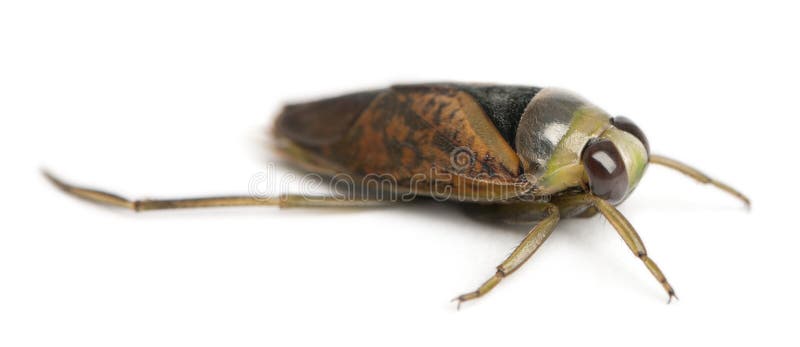 Backswimmers - Notonecta Glauca Stock Image - Image of invertebrate ...