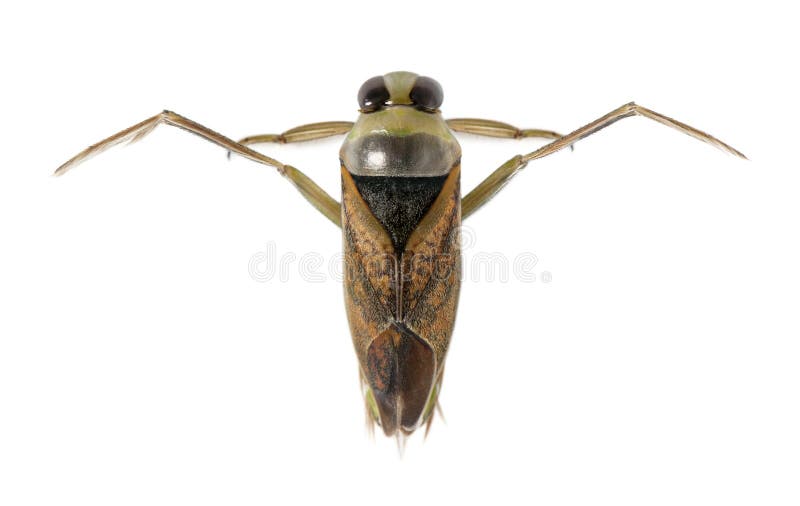 Backswimmers - Notonecta Glauca Stock Image - Image of invertebrate ...