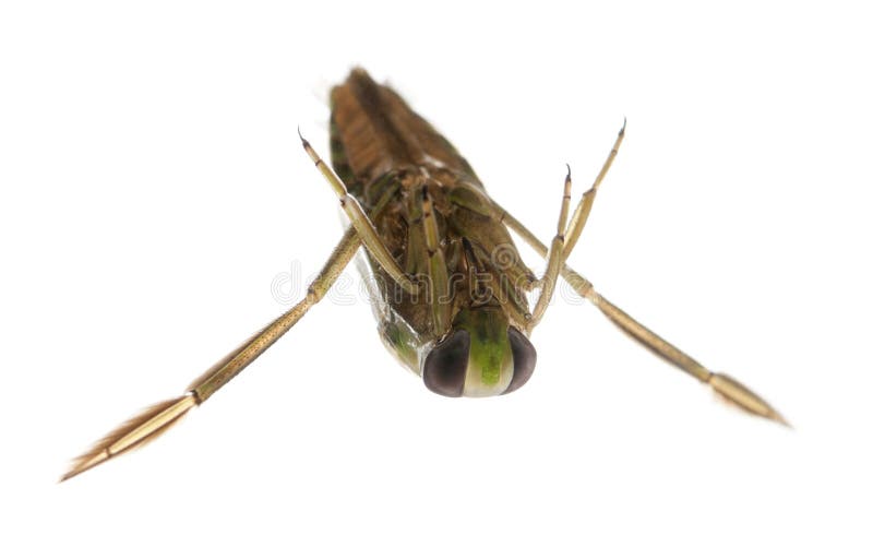 Backswimmers - Notonecta Glauca Stock Image - Image of invertebrate ...