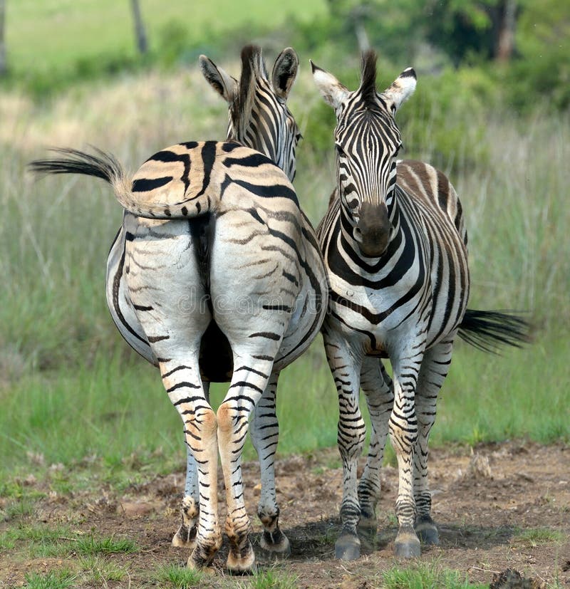 Backup stock photo. Image of reserve, wagging, tail, nature - 36240166