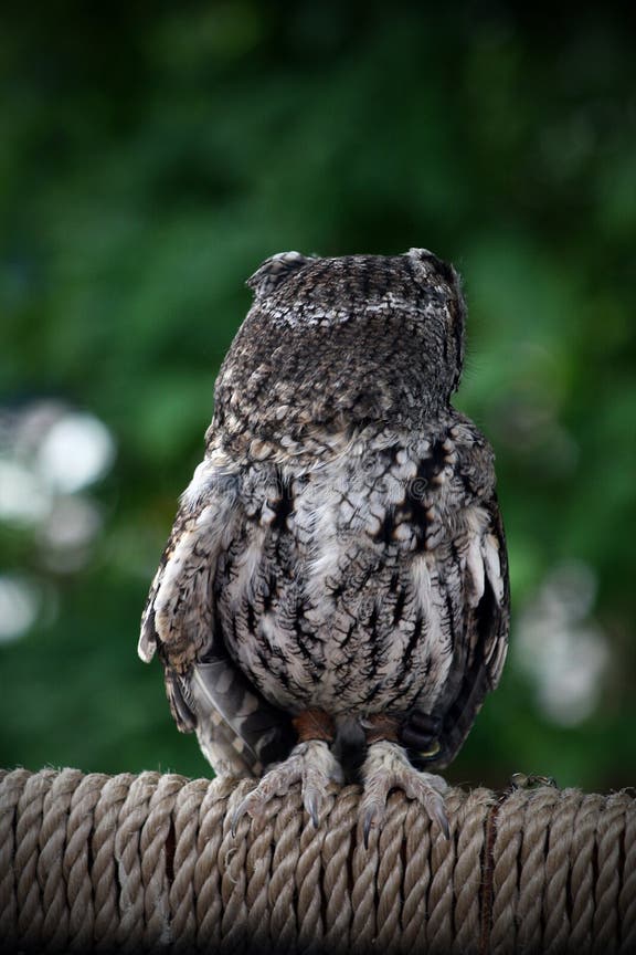 Backwards Owl stock image. Image of mammal, animal, bird - 24797667