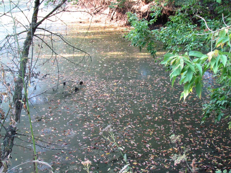 Backwater Covered with Leaves Stock Image - Image of leaves, nature ...
