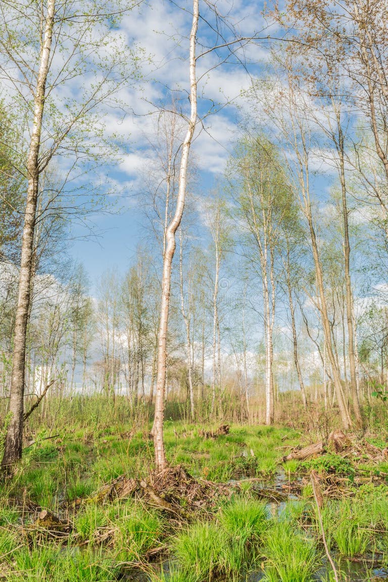 977 Backwater Leaves Stock Photos - Free & Royalty-Free Stock Photos ...