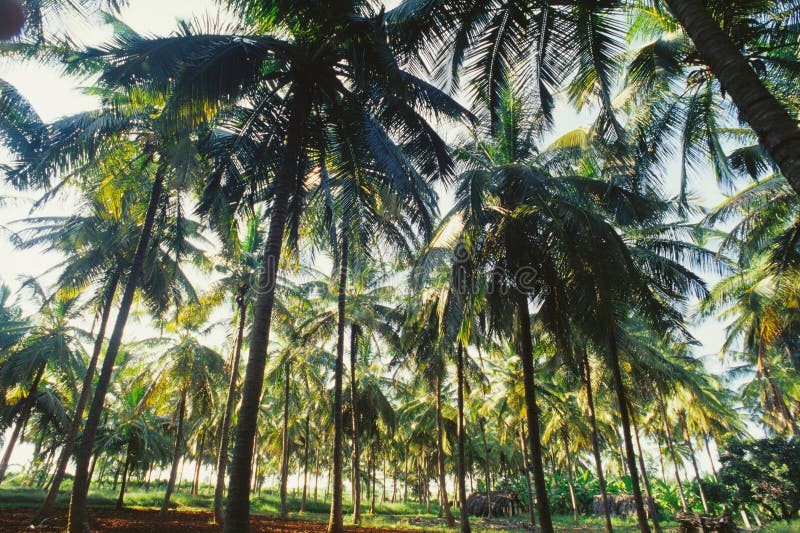Indian Palm Trees Backwater Alleppey Kerala India Stock Image - Image ...