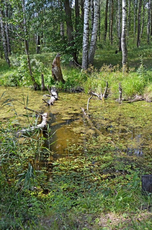 Backwater. Water with Duckweed Stock Photo - Image of lake, wetland ...