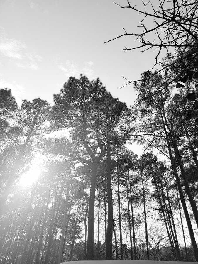 Backwoods in the country stock image. Image of morning - 242128135