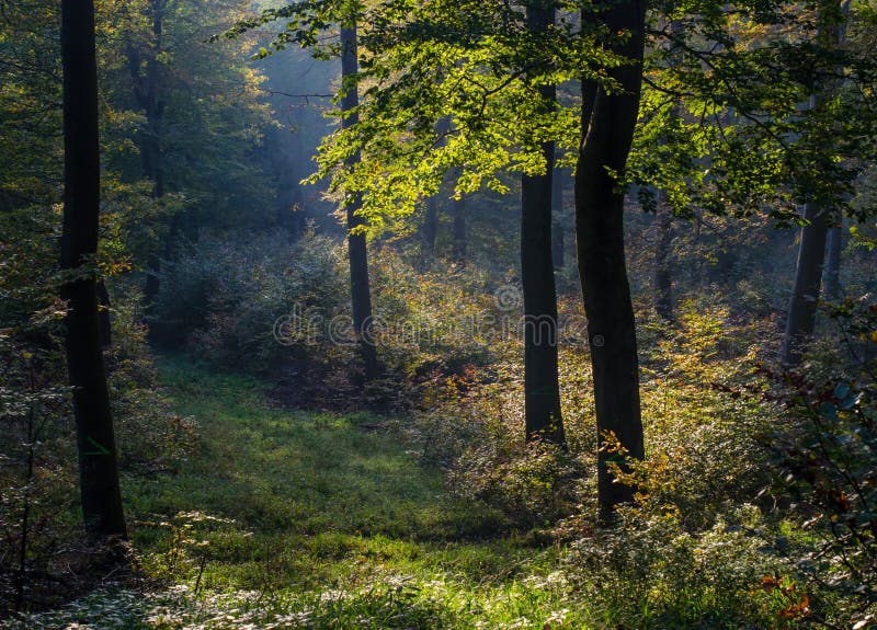 Backwoods Landscape, Trees, Shining through Leaves Stock Image - Image ...