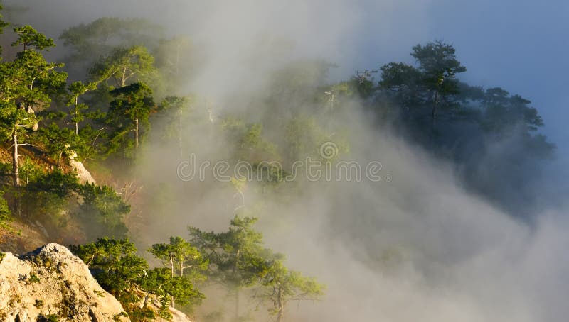 Backwoods stock photo. Image of foggy, backwoods, tree - 41569214
