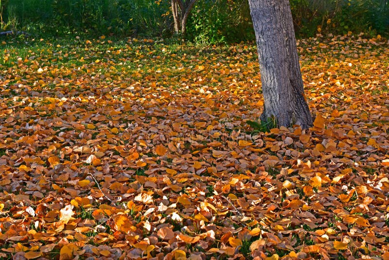 Backyard in Autumn stock image. Image of landscape, landscaping - 101904615