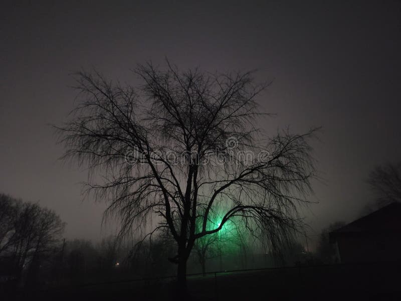 Backyard Autumn Spooky Tree View Stock Photo - Image of autumn, spooky ...