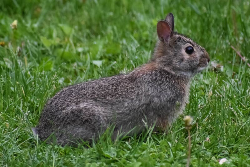 Backyard Bunny Rabbit in Lawn Stock Photo - Image of mammal, still ...