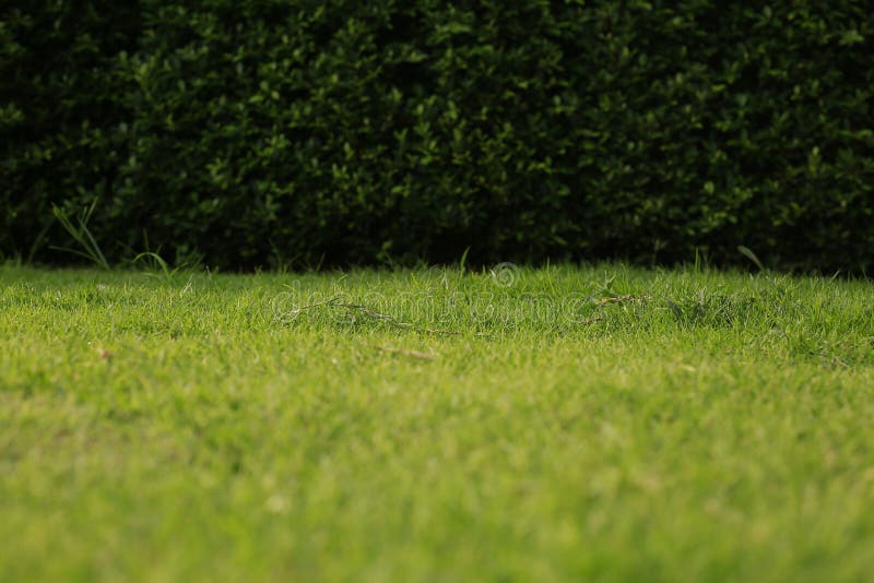 Bush Fence Green Background Photo Stock Image - Image of green, fence ...