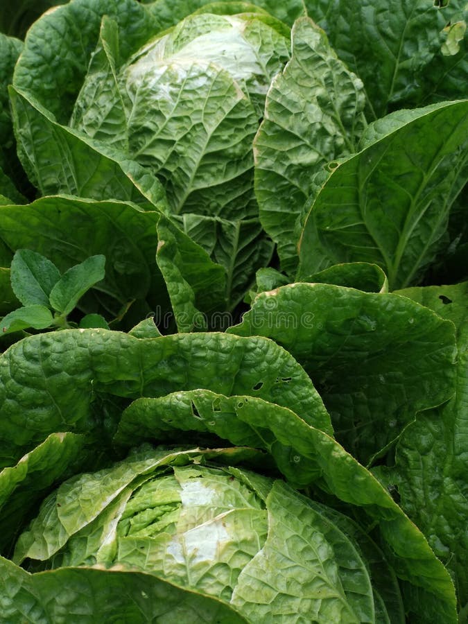 Backyard Cabbage Patch stock image. Image of ready, plant - 125670625