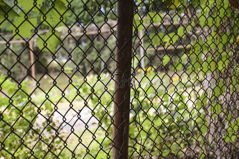 Backyard through Chain Link Fence Stock Image - Image of rusty ...