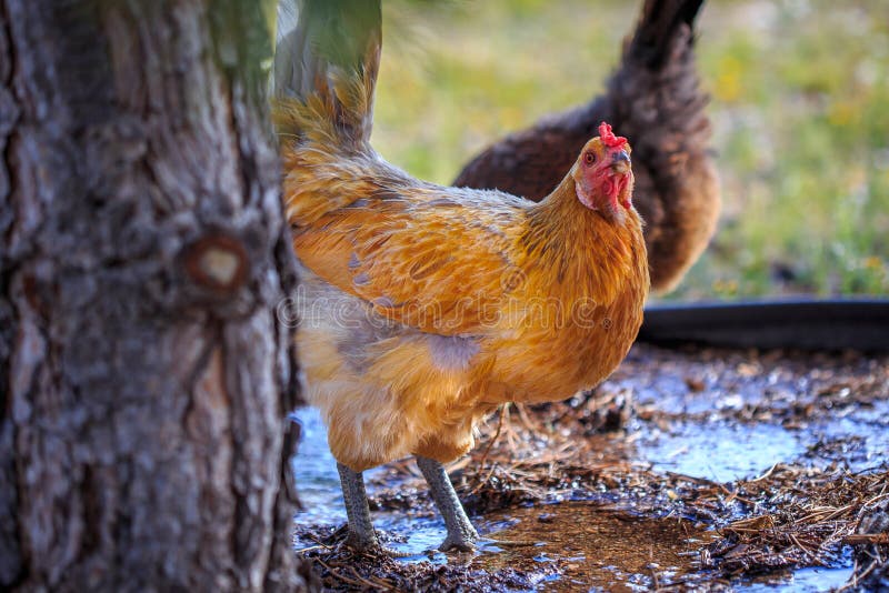 Backyard Chicken Outdoor stock image. Image of backyard - 77089327