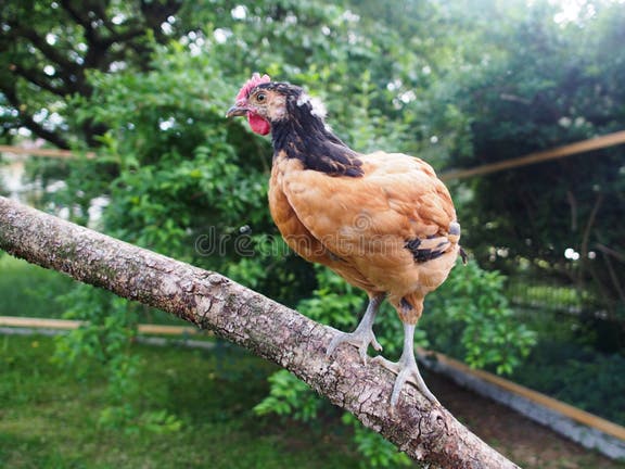 Backyard chicken stock image. Image of chicken, garden - 373986961