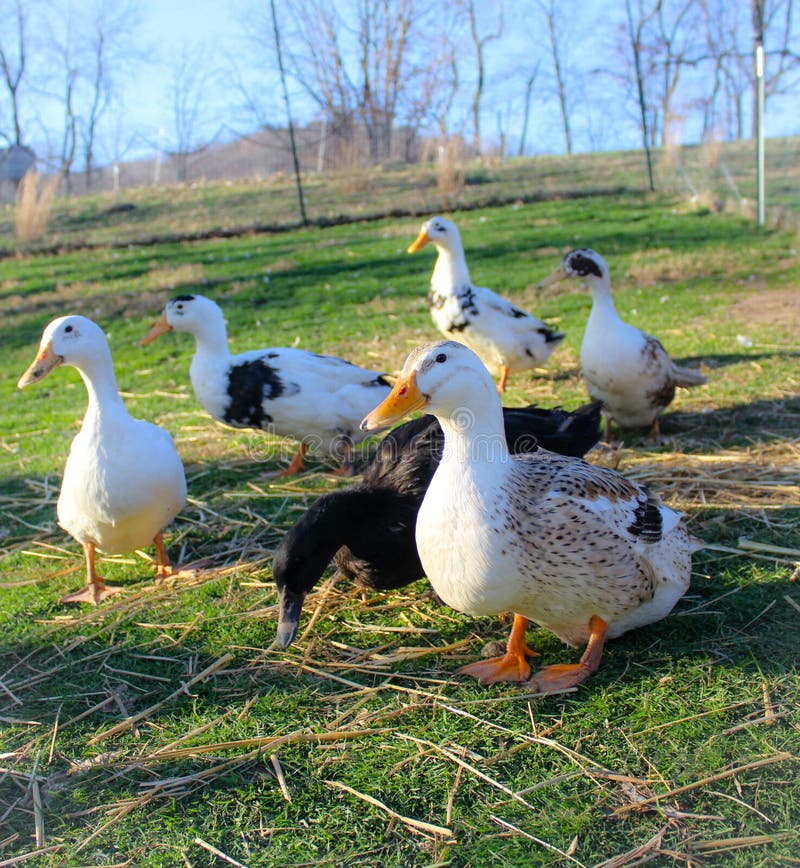 Backyard Ducks in Spring stock image. Image of ancona - 311316907